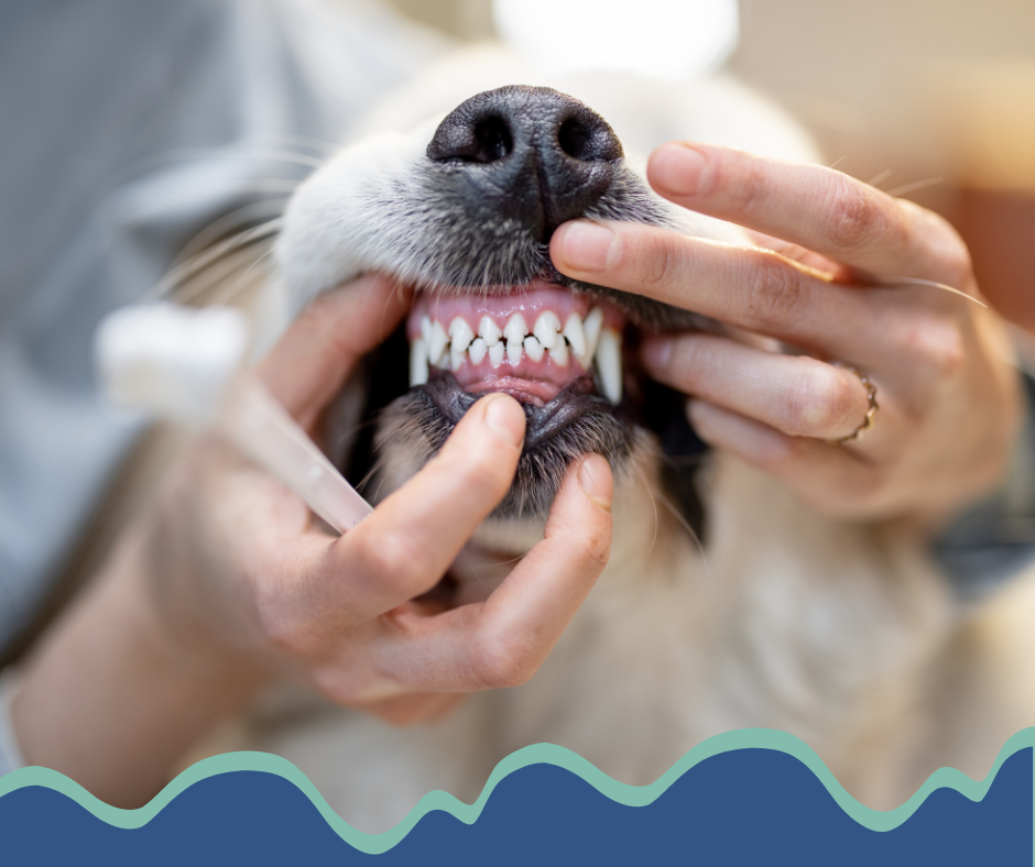 Pawsitively Gleaming Smiles: A Guide To Brushing Your Pet’s Teeth ...