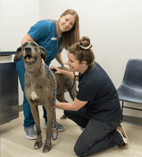 Providing Top Veterinary Care In Greenville, SC | Stone Ave Vet