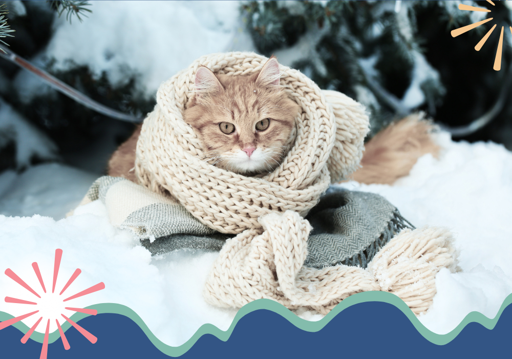 Protect Your Pet This Winter: Cold Weather Survival Guide For ...